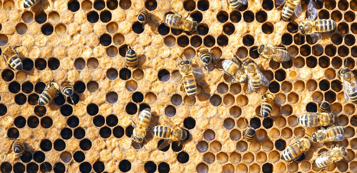 Apiary Program - CKP Insurance